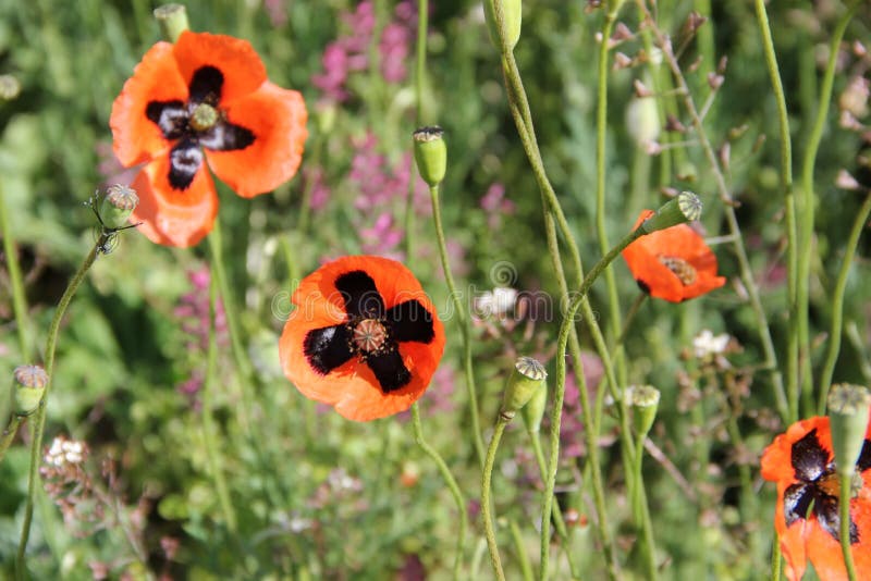 Wild poppy stock photo. Image of green, foot, blossom - 91663234