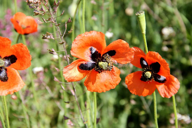 Wild poppy stock photo. Image of beauty, natural, beautiful - 91663430