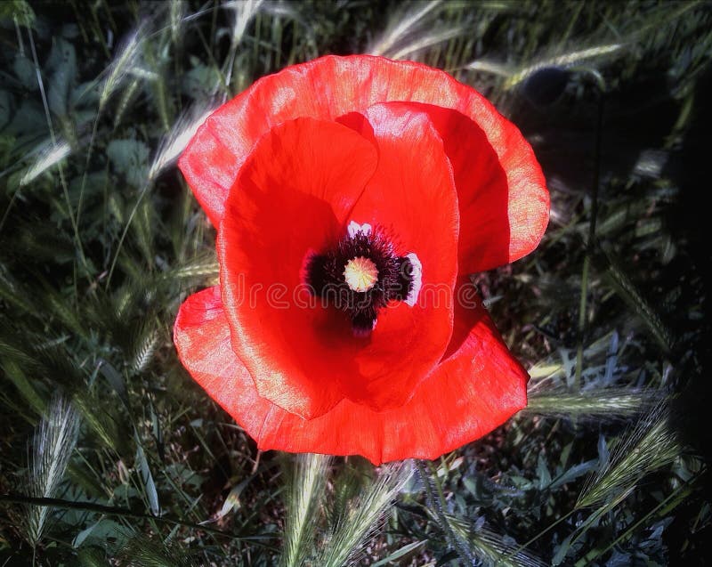 Single poppy stock image. Image of beautiful, single - 116426479