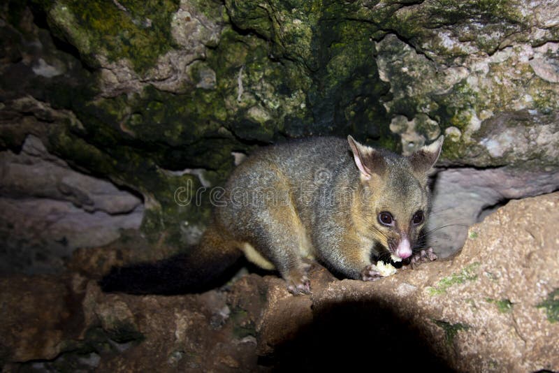 Wild Possum stock photo. Image of adorable, mammal, brushtail - 255645790