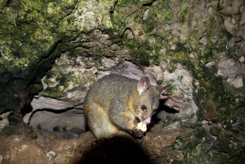 Wild Possum stock photo. Image of animal, possum, night - 264736258