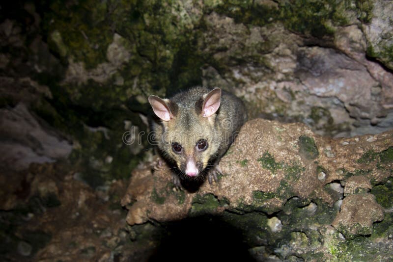Wild Possum stock image. Image of furry, nature, south - 264736129