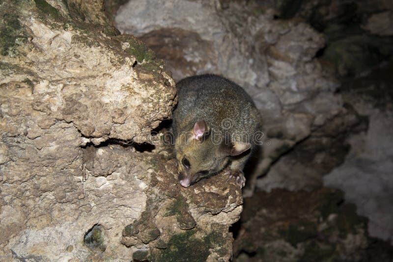 Wild Possum stock image. Image of sinkhole, umpherston - 249499829