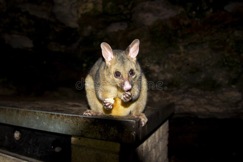 Wild Possum stock photo. Image of nocturnal, adorable - 249499840