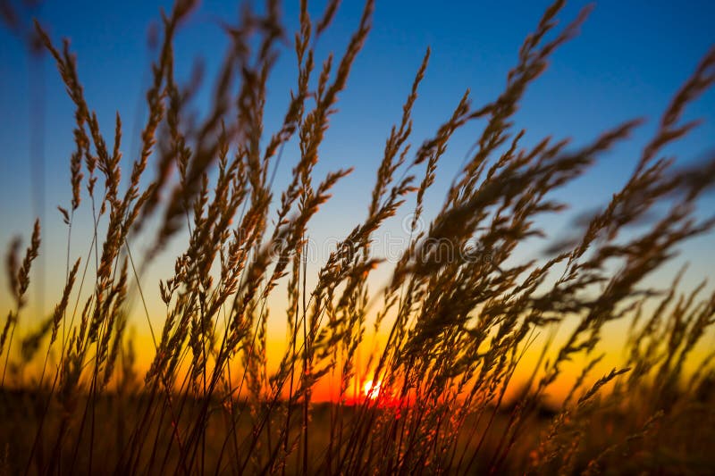 Wild Prairie Grass Silhouette on Sunset Background Stock Photo - Image ...