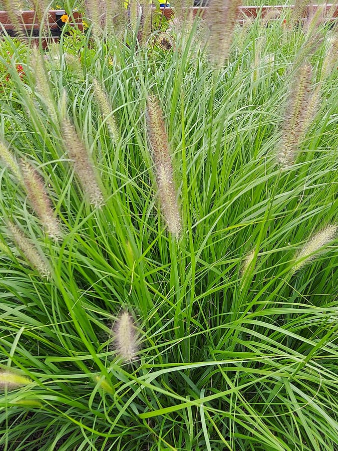 Wild Prairie Grass stock image. Image of prairie, leaf - 237966771