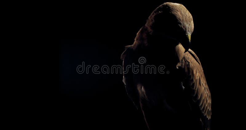 Wild Predator Bird is Sitting on a Branch at Night, Hawk is Looking ...