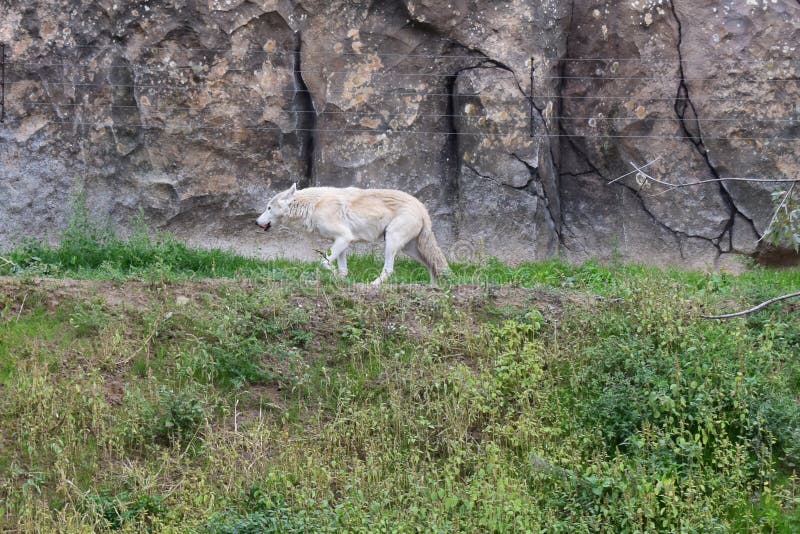 Wild Predatory Dangerous Wolf. White Wolf Stock Photo - Image of canine ...