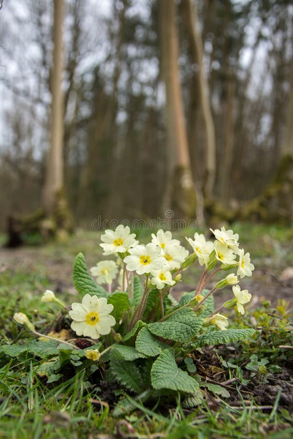 Wild Primrose Growing between Leaves in Spring, Also Called Primula ...