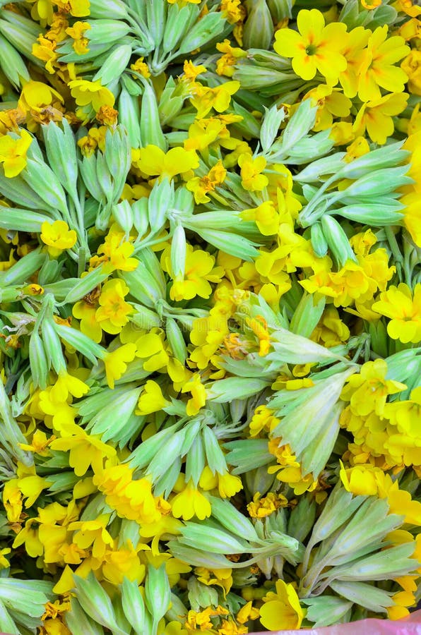 Wild Primrose Growing between Leaves in Spring, Also Called Primula ...