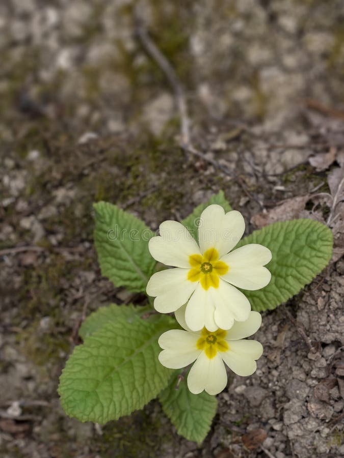 Wild Primrose Flower, Early Spring. Primula Vulgaris. Stock Photo ...