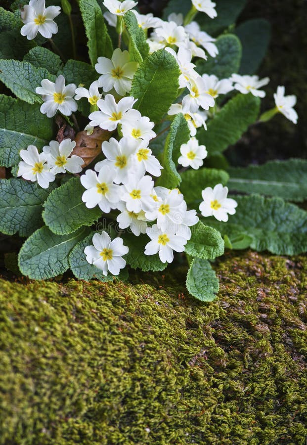 Wild Primrose Growing between Leaves in Spring, Also Called Primula ...