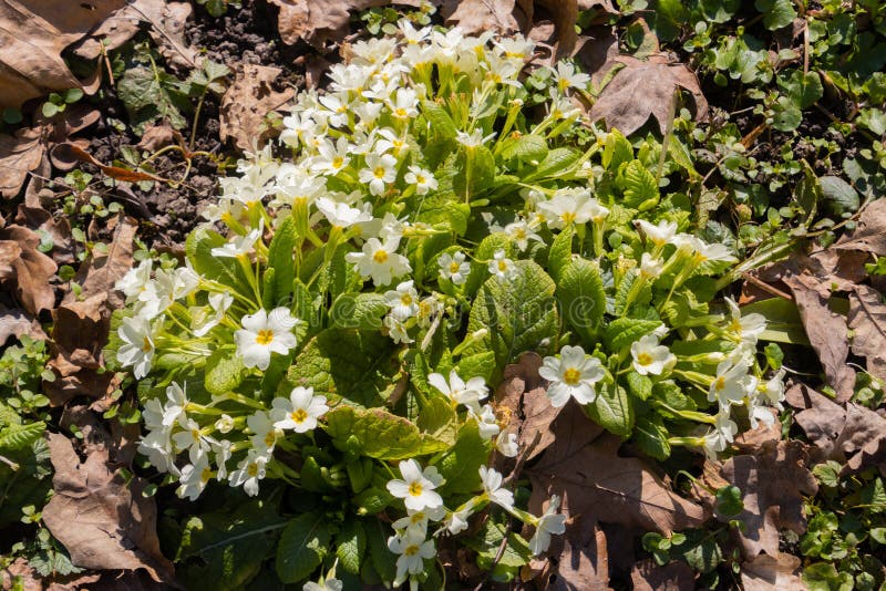 Wild Primrose Growing between Leaves in Spring, Also Called Primula ...