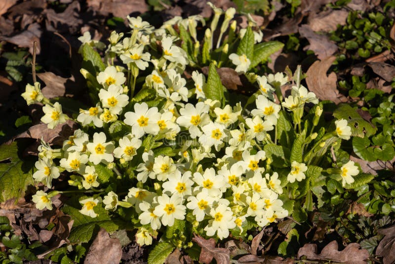 Wild Primrose Growing between Leaves in Spring, Also Called Primula ...