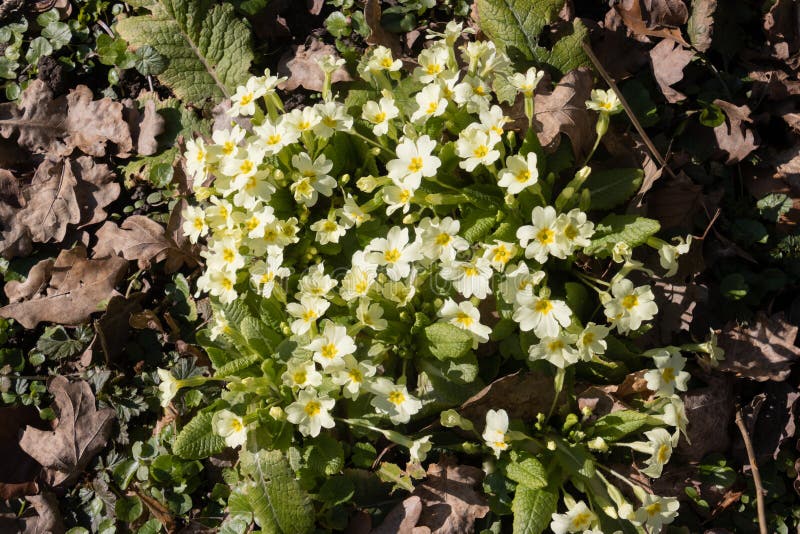 Wild Primrose Growing between Leaves in Spring, Also Called Primula ...