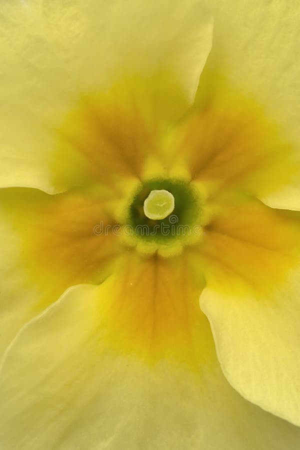 Wild Primrose Macro Portrait Stock Image - Image of poster, petals ...
