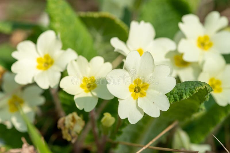 Wild Primroses Primula Vulgaris Stock Photo - Image of plants, nature ...