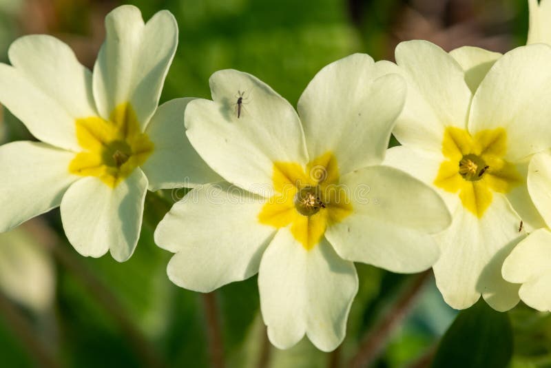 Wild Primroses Primula Vulgaris Stock Photo - Image of fresh, outdoor ...