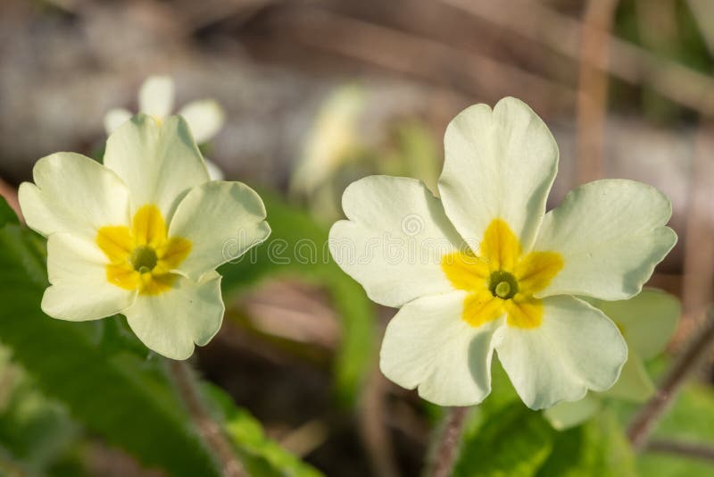 Wild Primroses Primula Vulgaris Stock Image - Image of freshness ...
