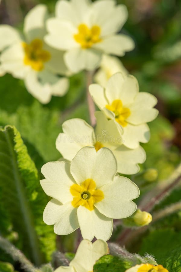 Primroses Primula Veris stock image. Image of bloom - 114240701