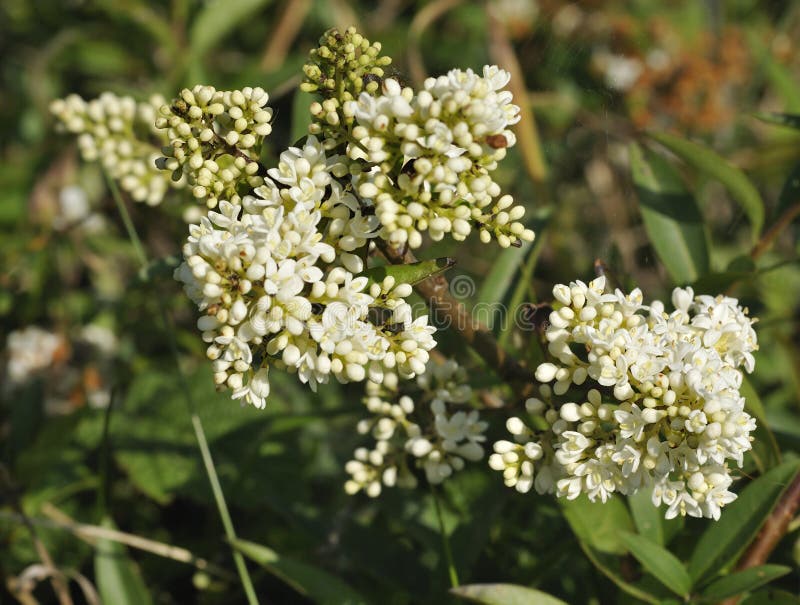 Wild Privet flowers stock photo. Image of kenfig, rural - 37708130