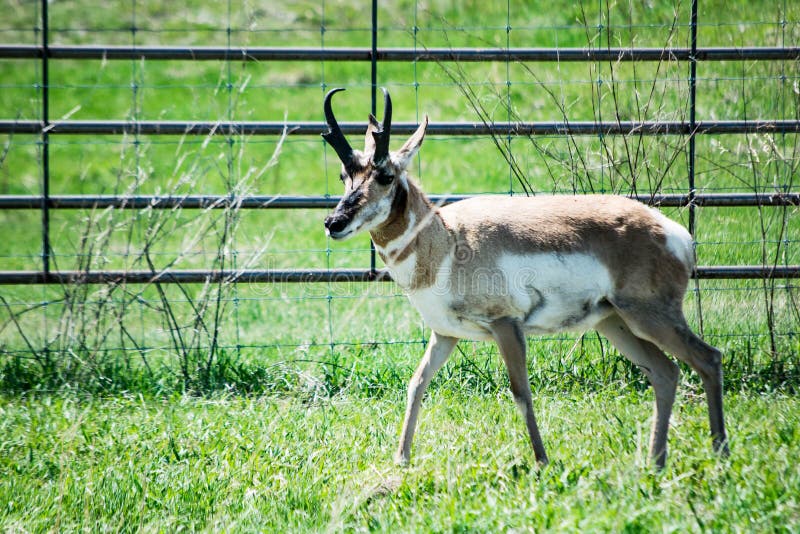 Antelope loping along stock image. Image of grass, beautiful - 187588707