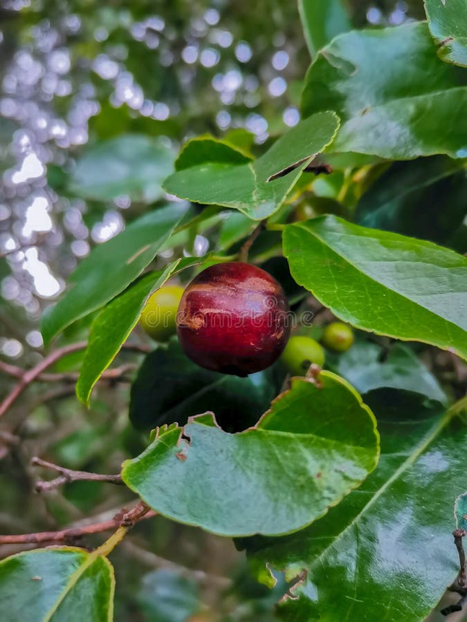 Wild Prune Grown in the Forest of Mauritius Stock Image - Image of ...