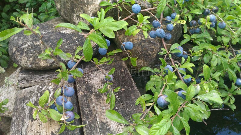 Wild prune, wild plums. stock photo. Image of herb, plant - 190958022