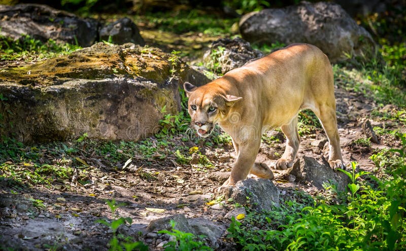 Wild Puma stock photo. Image of hunter, ears, mammal - 55098780
