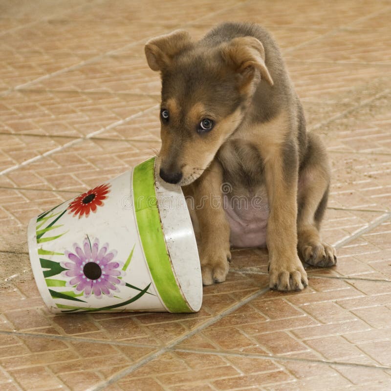 Wild Puppy stock image. Image of puppy, tile, evil, floor - 16583641