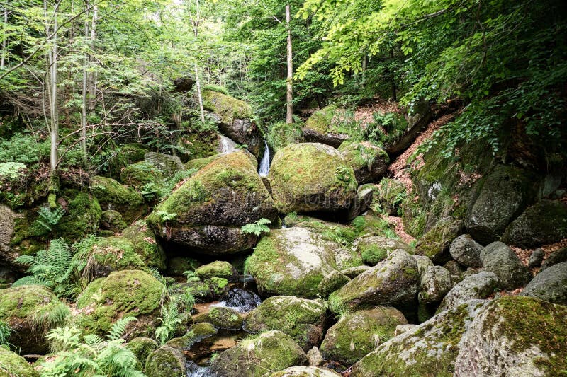 Wild Pure Water River in the Foerst Stock Photo - Image of river ...