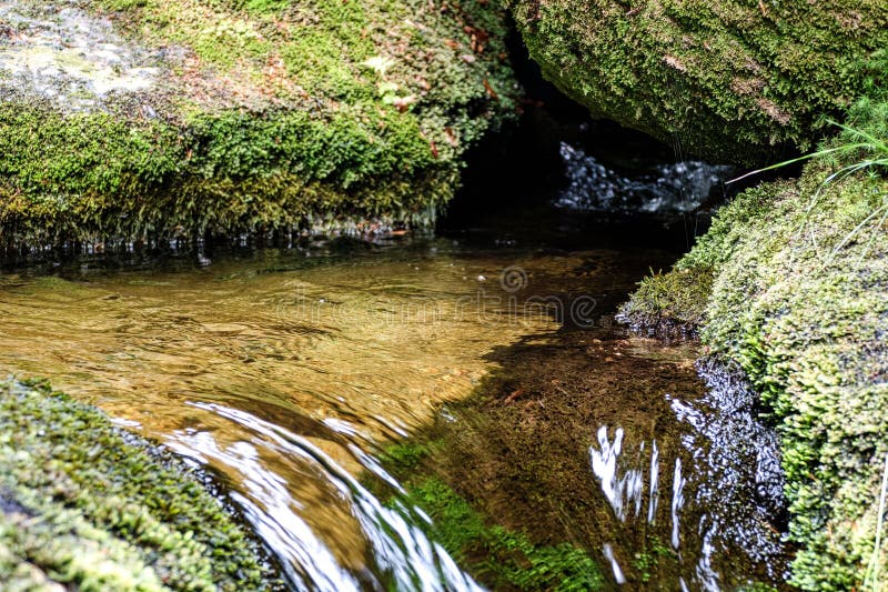 Wild Pure Water River in the Foerst Stock Image - Image of scenic ...