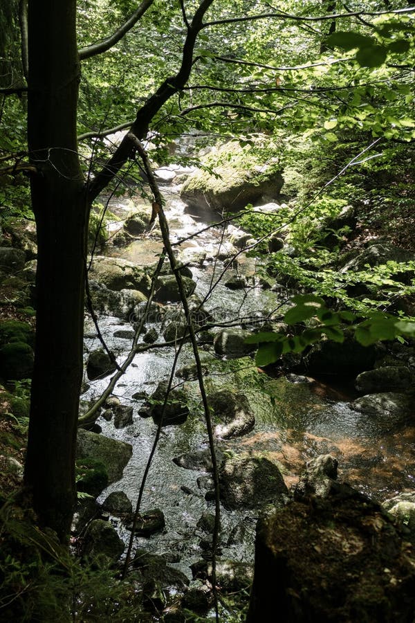 Wild Pure Water River in the Foerst Stock Photo - Image of scenics ...