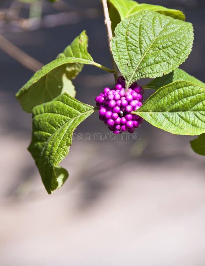 Wild purple berries stock image. Image of fresh, nature - 1942459