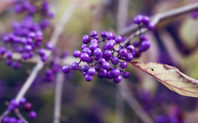 Wild purple berries stock photo. Image of fruit, berry - 34851186