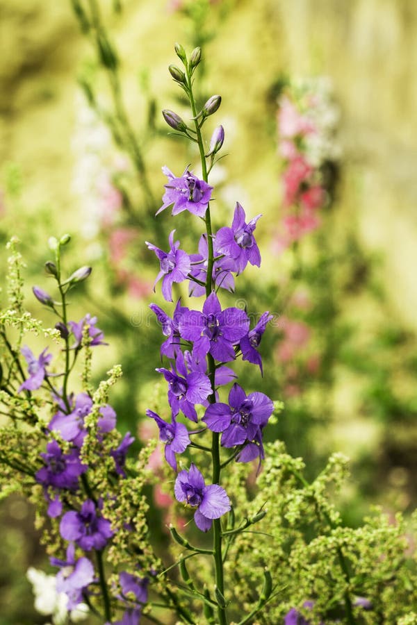 Beautiful Wild Violet Flower Stock Photo - Image of bunch, garden ...