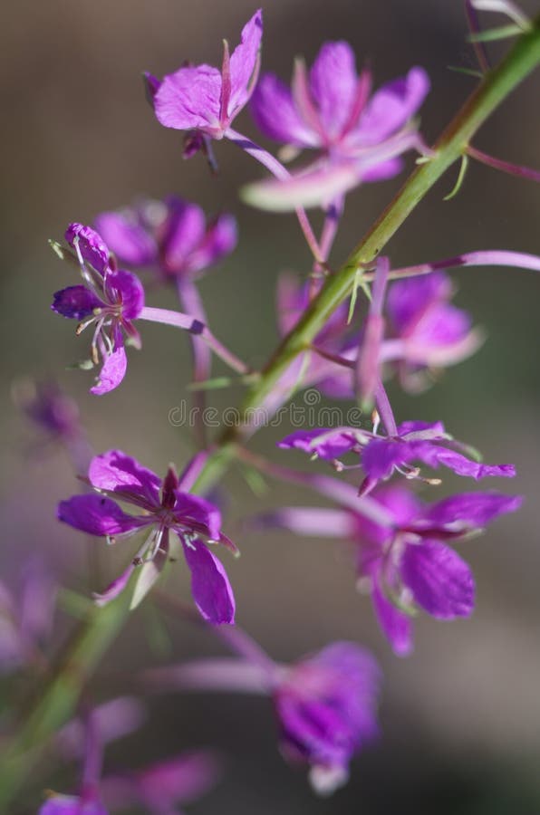 Wild Purple Flower in the Forest Close Up Stock Photo - Image of nature ...