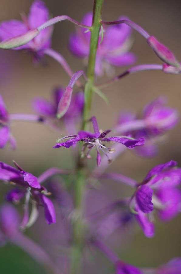 Wild Purple Flower in the Forest Close Up Stock Image - Image of flower ...