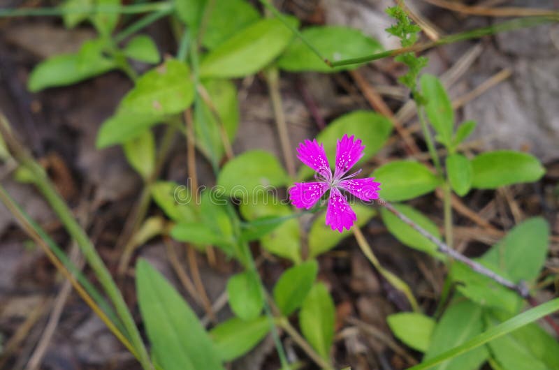 Wild Purple Flower in the Forest Close Up Stock Image - Image of macro ...