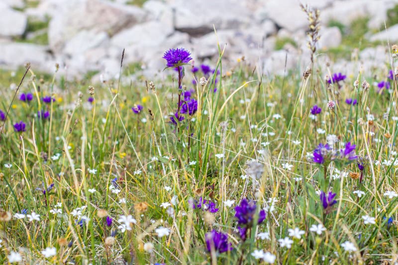Wild Purple Flowers in the Alpine Meadows in the Mountains Stock Photo ...
