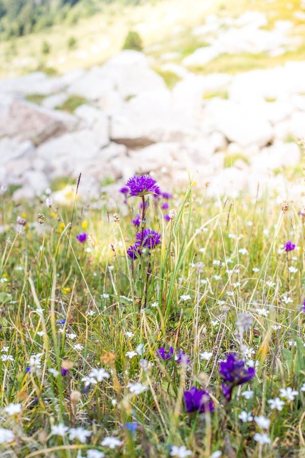 Wild Purple Flowers in the Alpine Meadows in the Mountains Stock Image ...