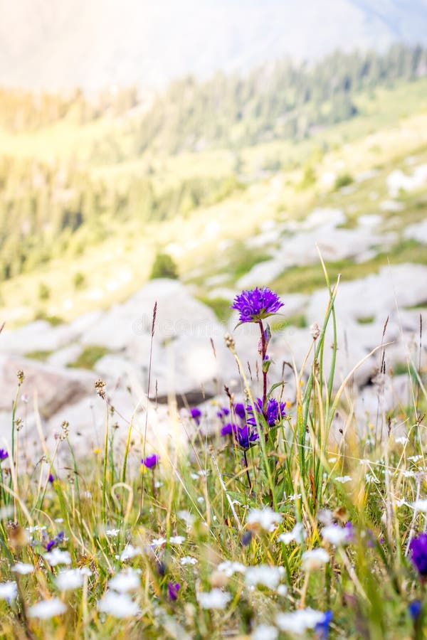 Wild Purple Flowers in the Alpine Meadows in the Mountains Stock Image ...