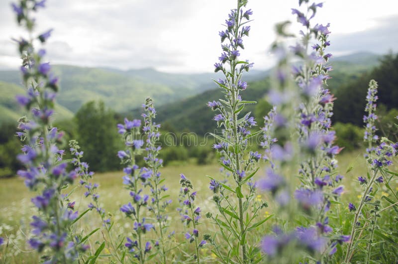 Wild Purple Flowers stock photo. Image of purple, meadow - 94058130