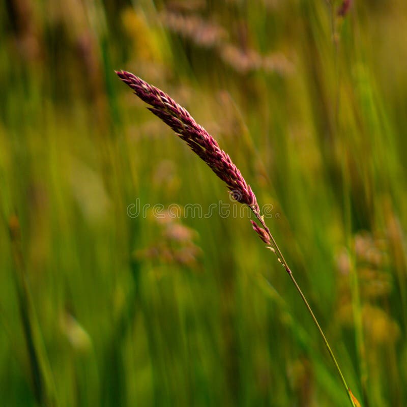 Wild purple grass stock image. Image of grass, environment - 206382685