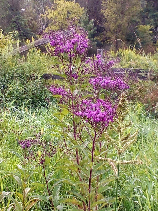 Wild Purple Lace Herb Flowers Stock Image - Image of lace, herb: 255319113