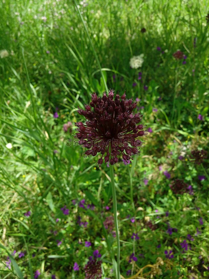 Wild purple one stock image. Image of brier, wildlife - 199499935