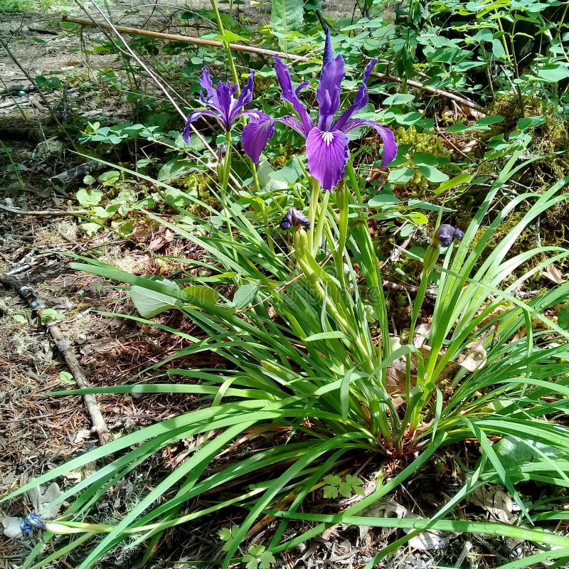 Wild Purple Oregon Iris stock photo. Image of bulb, wild - 203528566