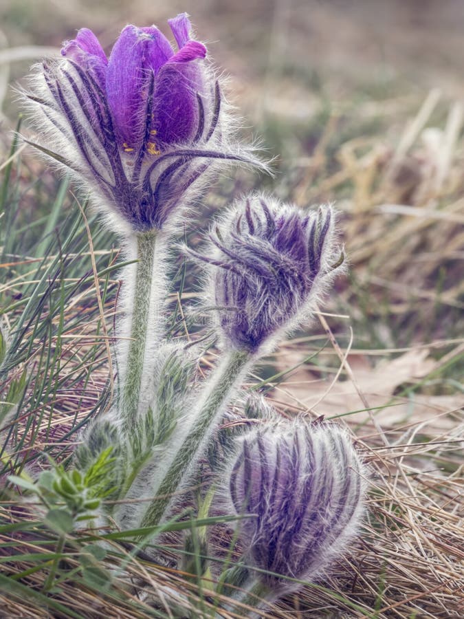 Pasque Flowers on Spring Field. Photo Pulsatilla Grandis with Nice ...