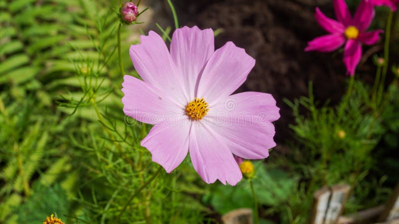 Wild purple petal stock image. Image of pink, plant - 207067133