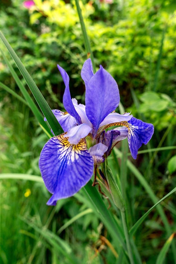Wild Purple Toffee Against a Backdrop of Greenery Stock Image - Image ...